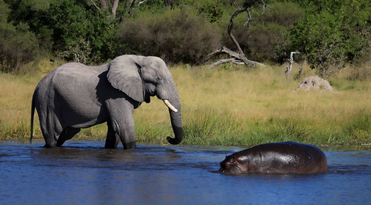 Bu ülke fil ve su aygırları dahil 700 hayvanı öldürmeyi planlıyor ...